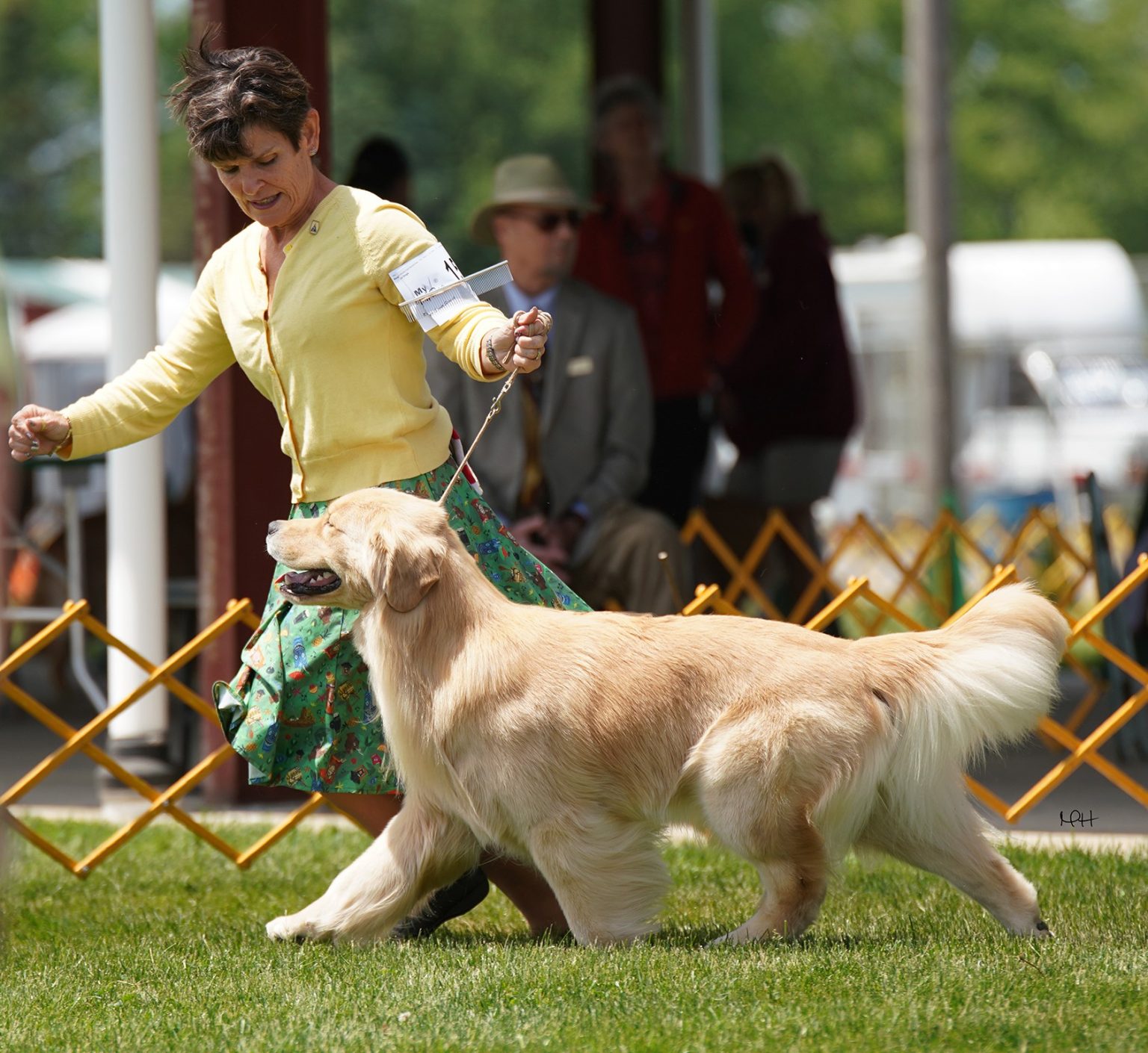 Harborview Golden Retrievers Erie PA – Golden Retrievers, Puppies ...