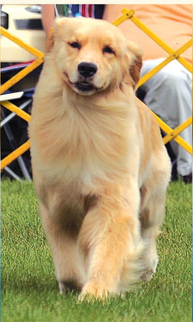 Harborview Golden Retrievers Erie PA – Golden Retrievers, Puppies ...